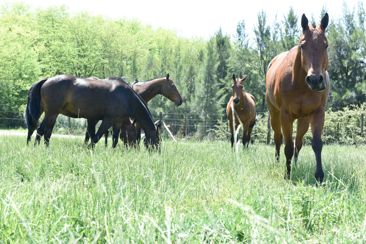 Polo Ranch